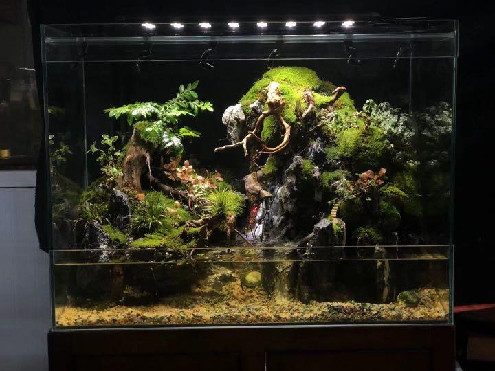 Rainforest box palladium tank, Pet Supplies, Homes & Other Pet ...