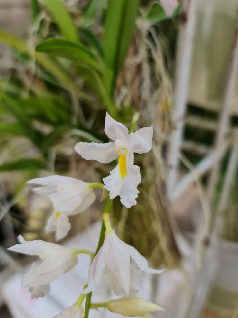 Rare wild white oncidium orchid plant, Furniture & Home Living ...