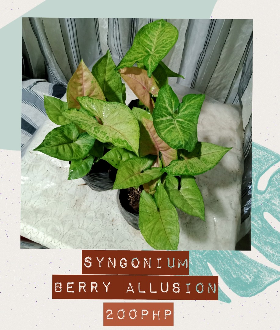 Syngonium Berry Allusion, Furniture & Home Living, Gardening, Plants ...