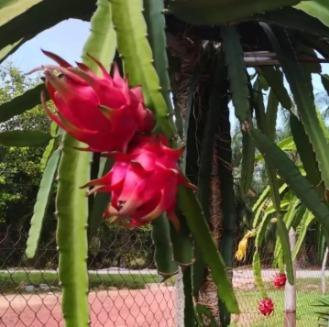 4 KERATAN SEGAR ANAK POKOK BUAH NAGA MERAH ISI UNGU MANIS / RED DRAGON FRUIT PLANT TREE ...
