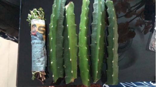 4 KERATAN SEGAR ANAK POKOK BUAH NAGA MERAH ISI UNGU MANIS / RED DRAGON FRUIT PLANT TREE ...