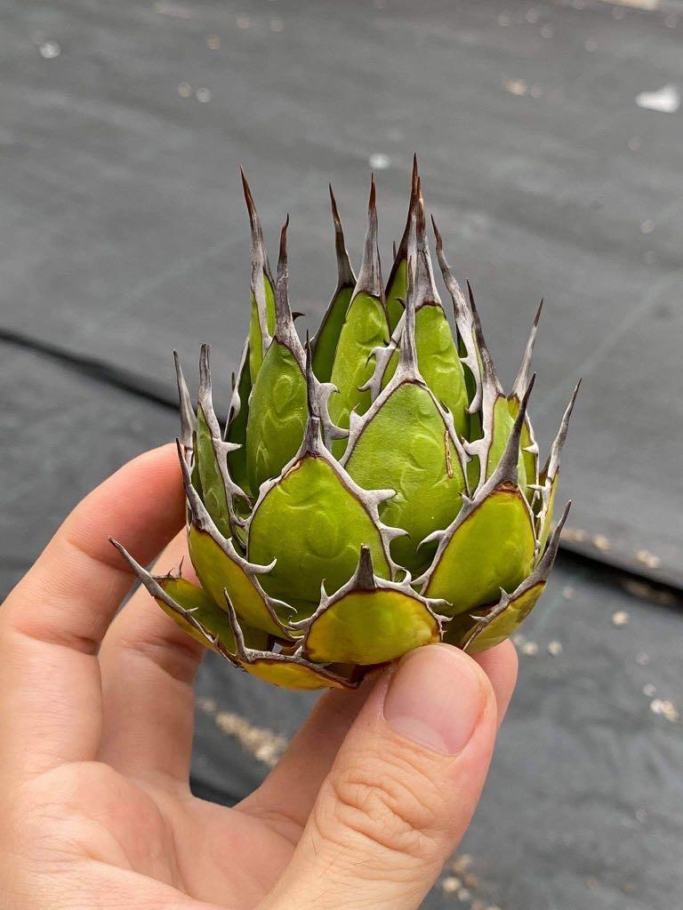 Agave horrida compacta, Furniture & Home Living, Gardening, Plants ...