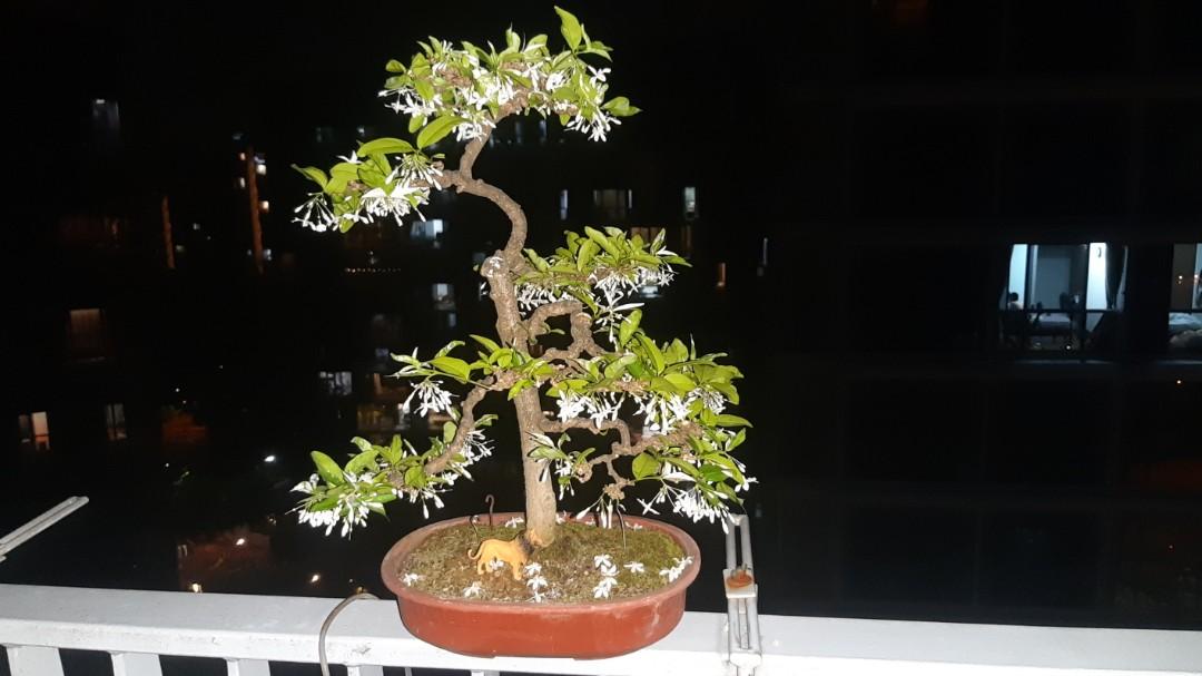 Bonsai tree Wrightia Religiosa, shuimei Shui mei 水梅 Water Jasmine ...