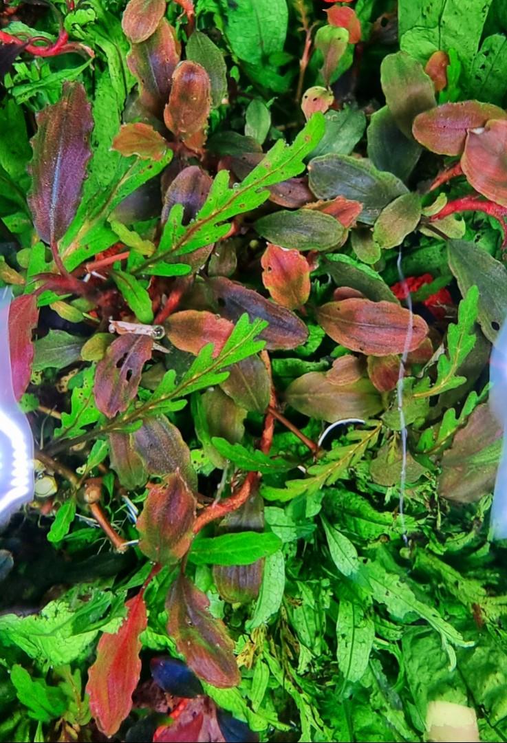 Bucephalandra Red Serenade, Furniture & Home Living, Gardening, Plants ...