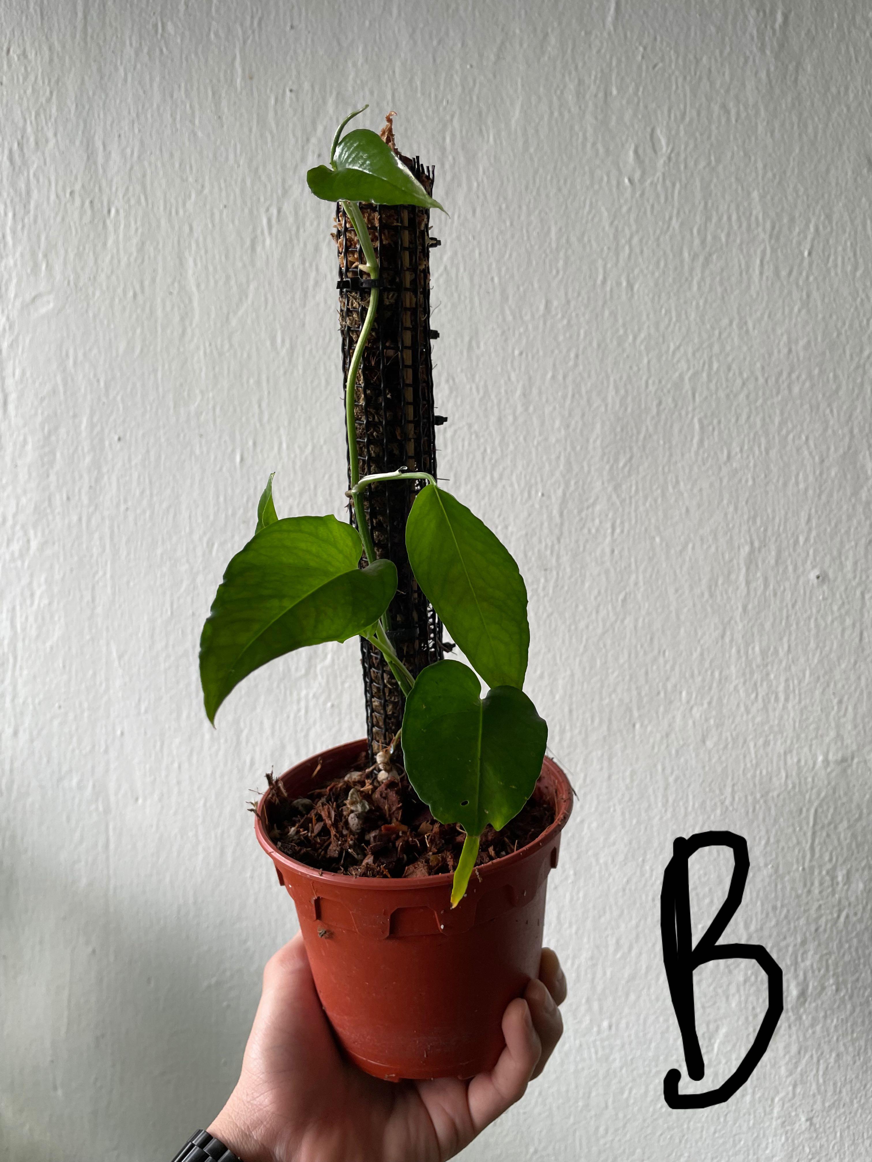 Epipremnum skeleton key, Furniture & Home Living, Gardening, Pots ...