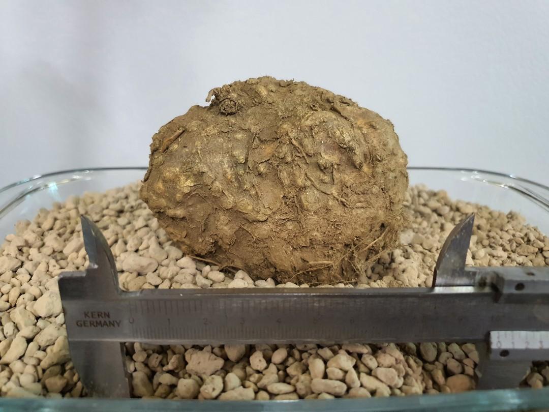 Hemsleya Sphaerocarpa, Furniture & Home Living, Gardening, Plants ...