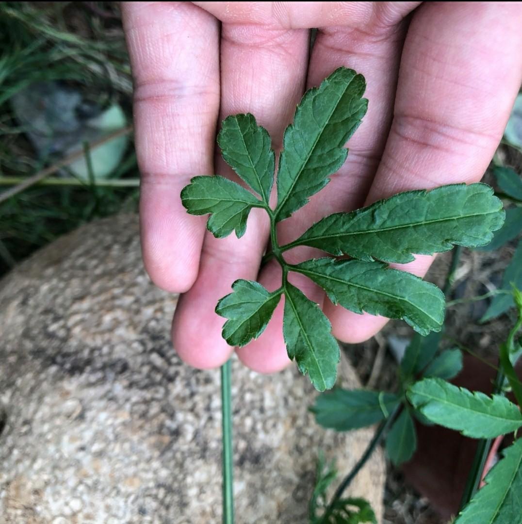 Hemsleya Sphaerocarpa, Furniture & Home Living, Gardening, Plants ...