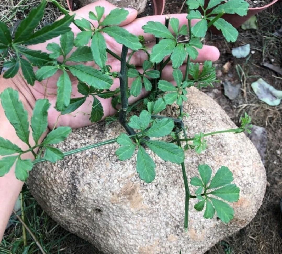 Hemsleya Sphaerocarpa, Furniture & Home Living, Gardening, Plants ...