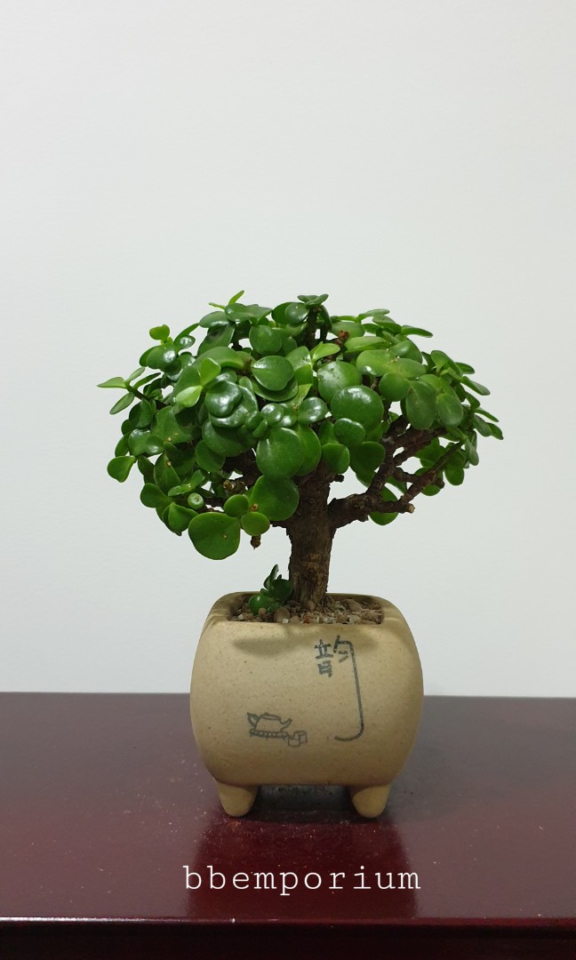 Mini Jade Tree Bonsai, Furniture & Home Living, Gardening, Plants ...
