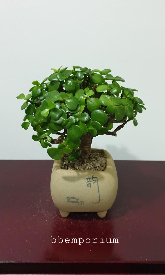 Mini Jade Tree Bonsai, Furniture & Home Living, Gardening, Plants ...