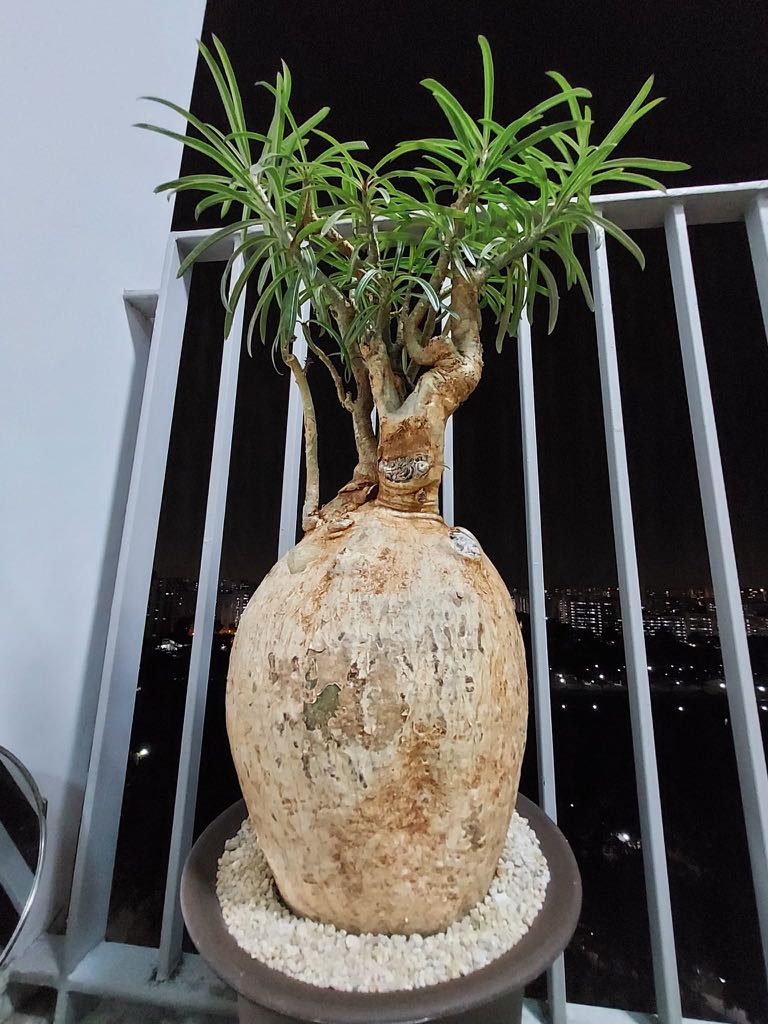Adenium Nova, Furniture & Home Living, Gardening, Plants & Seeds on ...
