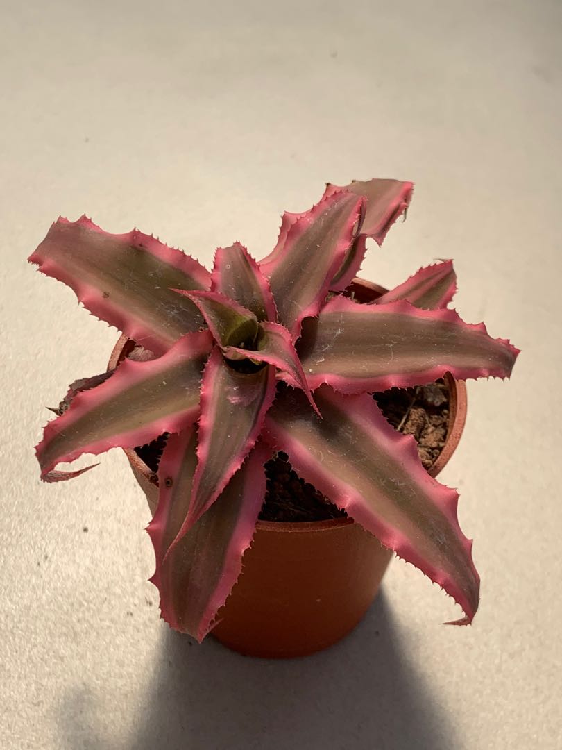 Cryptanthus bivittatus 'Pink Starlite', succulent, Furniture & Home ...