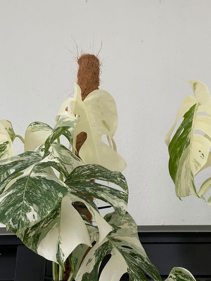 Monstera borsigiana albo variegata (full moon), Furniture & Home Living ...