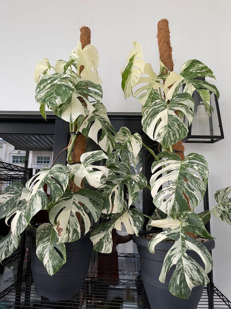 Monstera borsigiana albo variegata (full moon), Furniture & Home Living ...