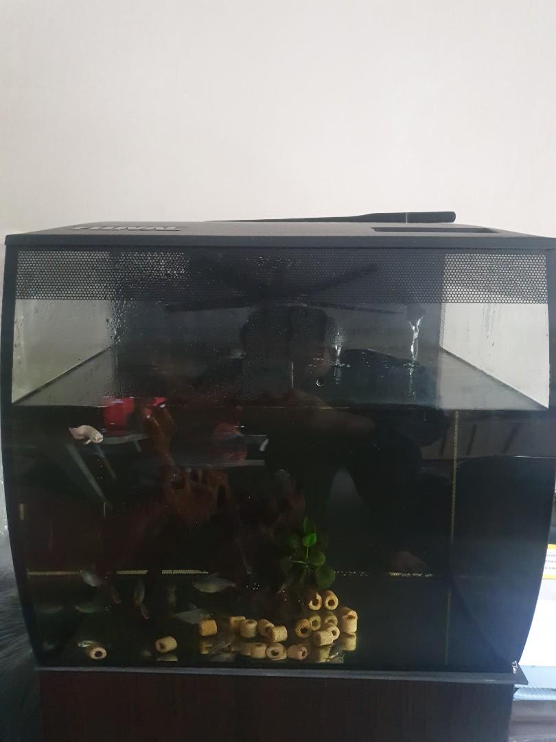 Fluval Fish tank, Sports Equipment, Fishing on Carousell