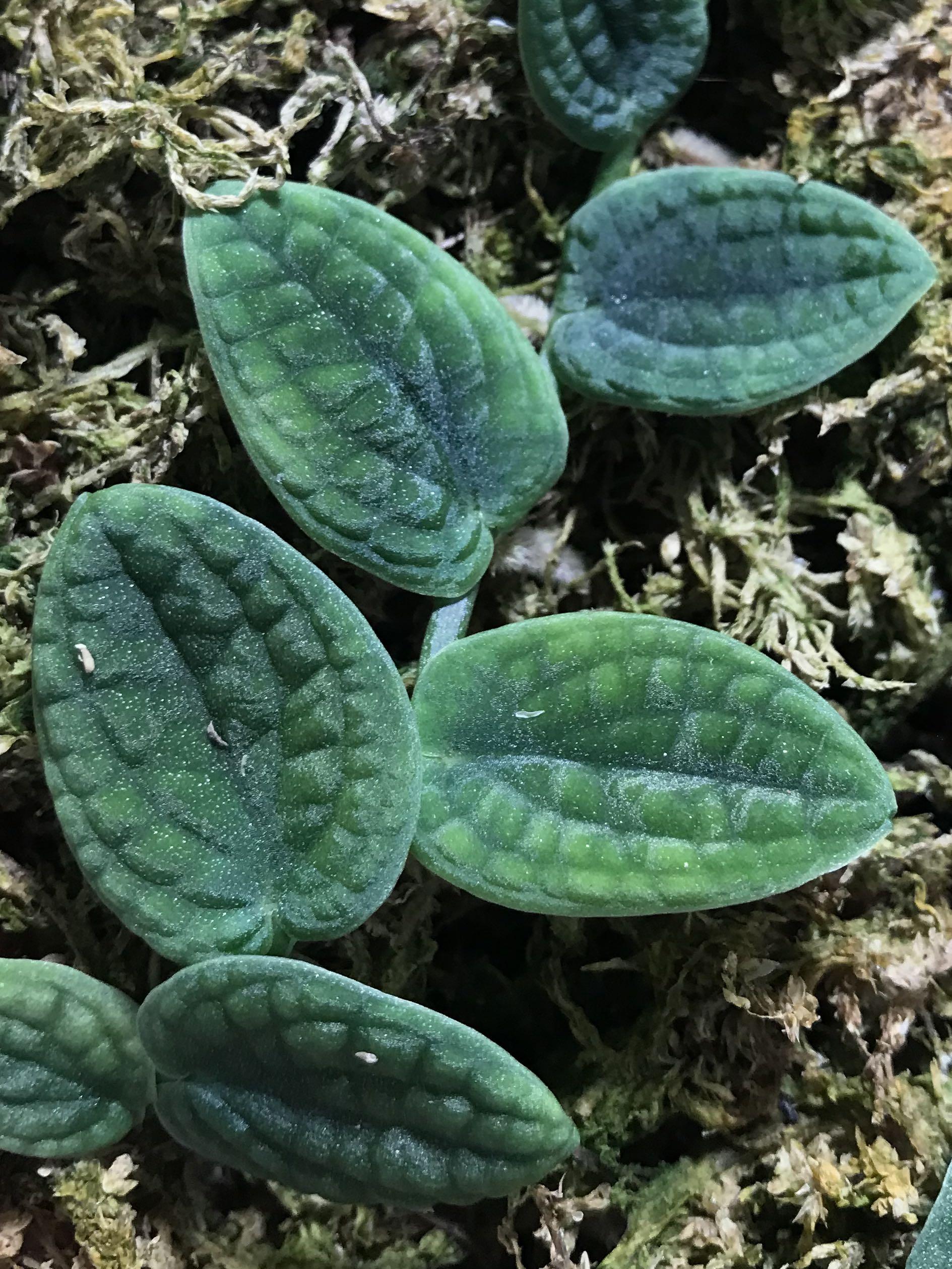 rhaphidophora sp, Furniture & Home Living, Gardening, Plants & Seeds on ...