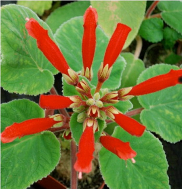 Sinningia (Rechsteineri Cardinalis ), Furniture & Home Living ...
