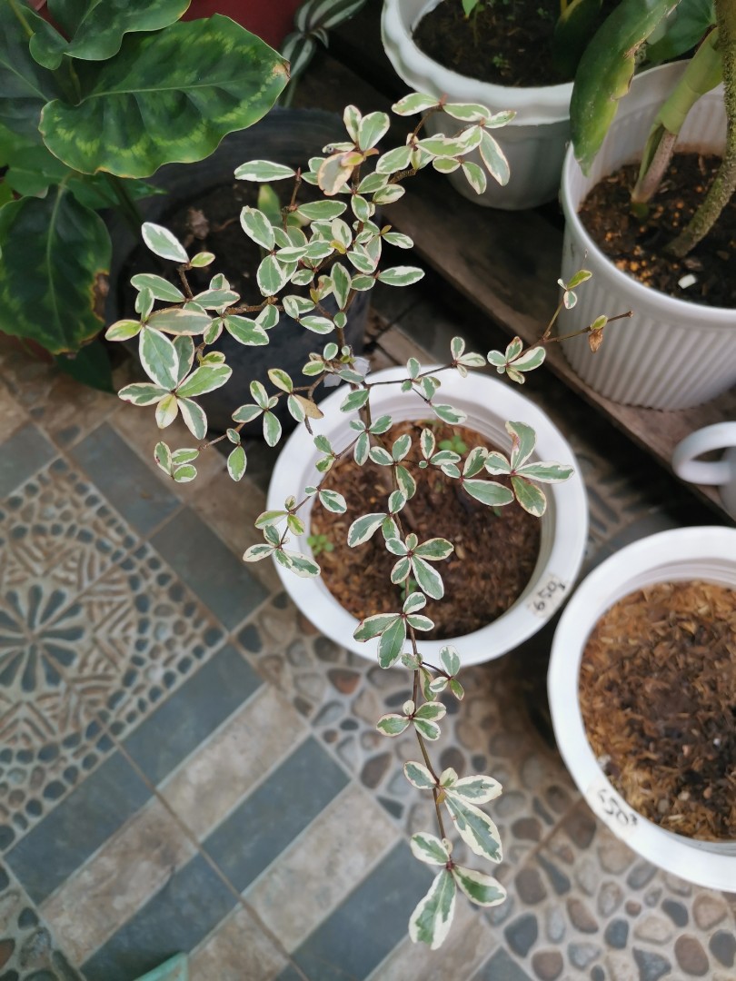 Variegated African Talisay, Furniture & Home Living, Gardening, Plants ...