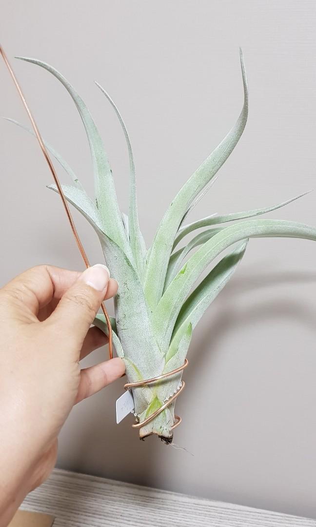 xerographica x capitata maroon. Airplant, hanging air plant. Indoor ...