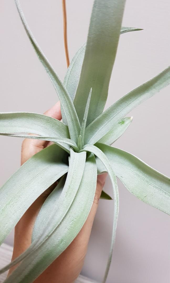 xerographica x capitata maroon. Airplant, hanging air plant. Indoor ...