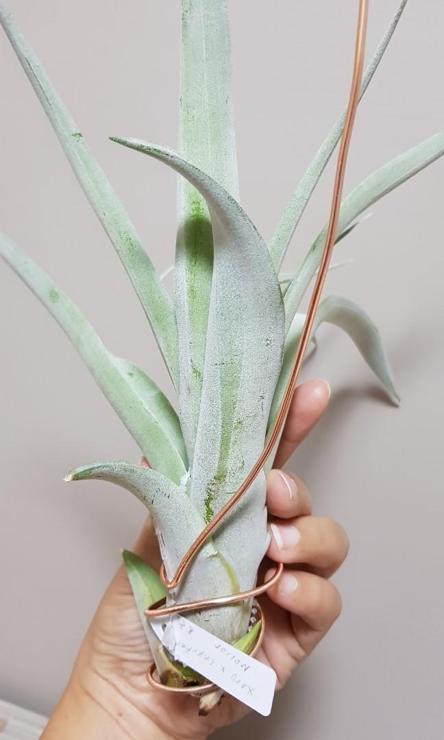 xerographica x capitata maroon. Airplant, hanging air plant. Indoor ...