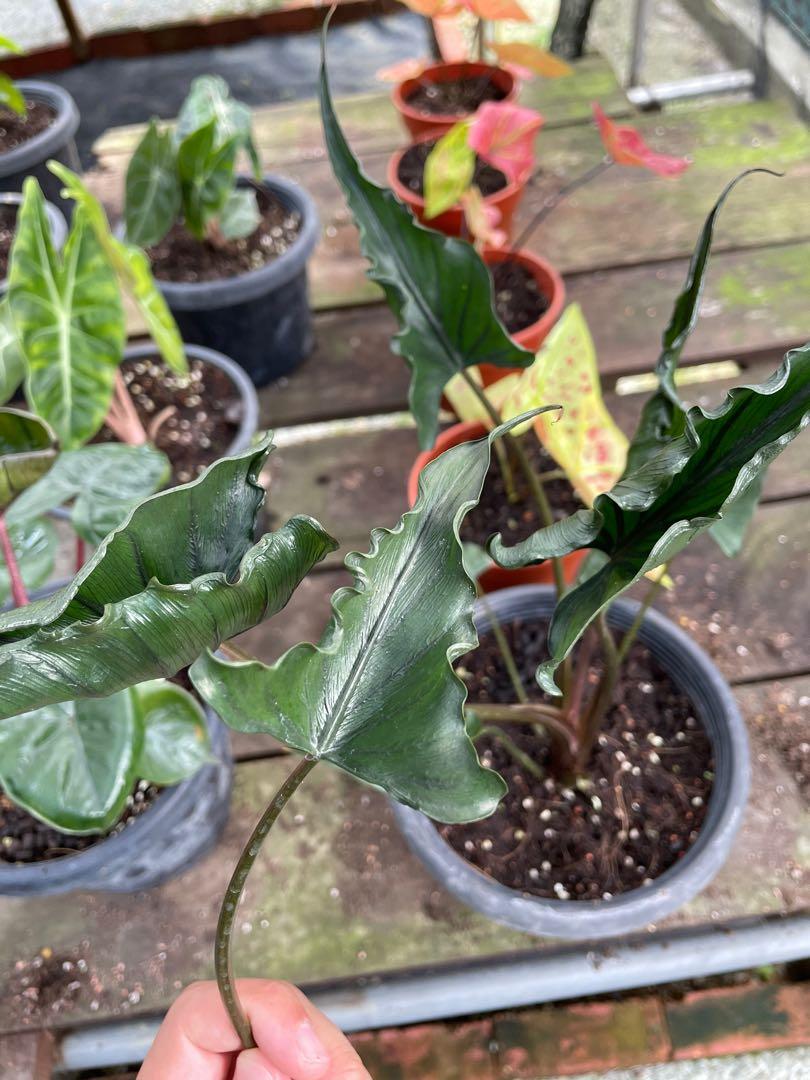 Keladi Karipap Alocasia triangularis variegated Yucatan Princess ...