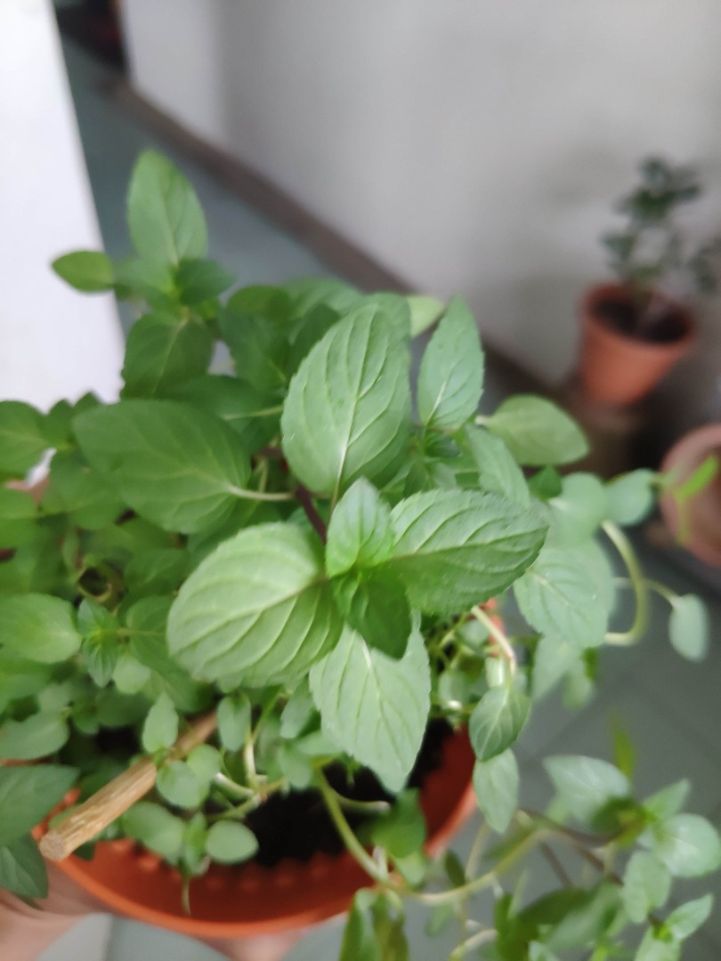 Candy mint in organic soil, edible plant, Furniture & Home Living ...