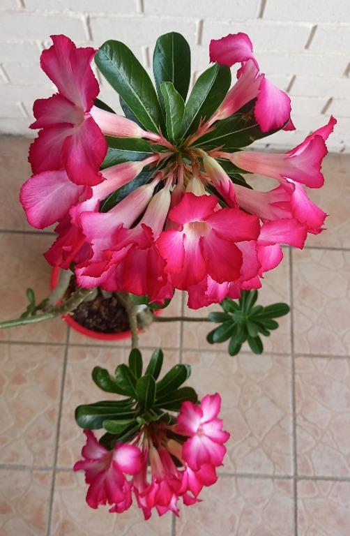 Rare Species Desert Rose ( Fu Gui Hua) seeds, Furniture & Home Living ...