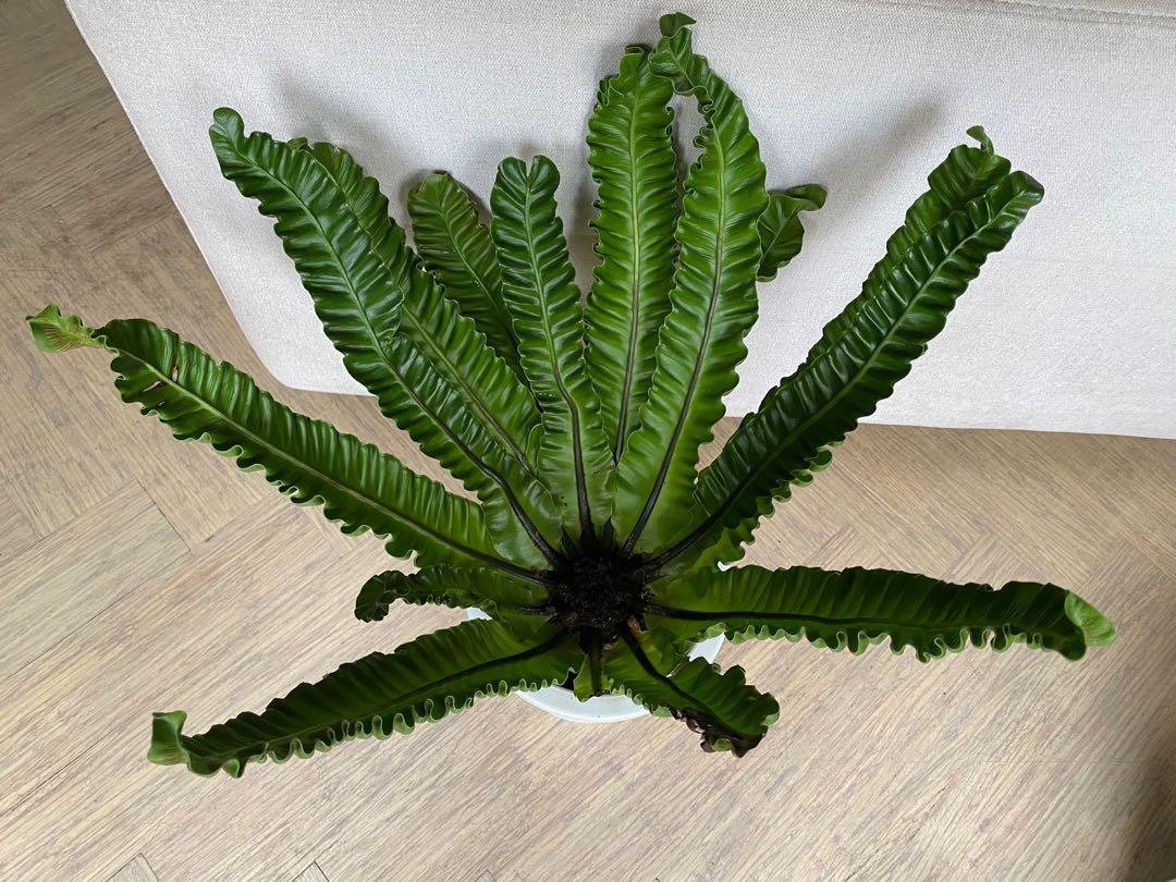 Uncommon Showy Asplenium Puppha, Furniture & Home Living, Gardening ...
