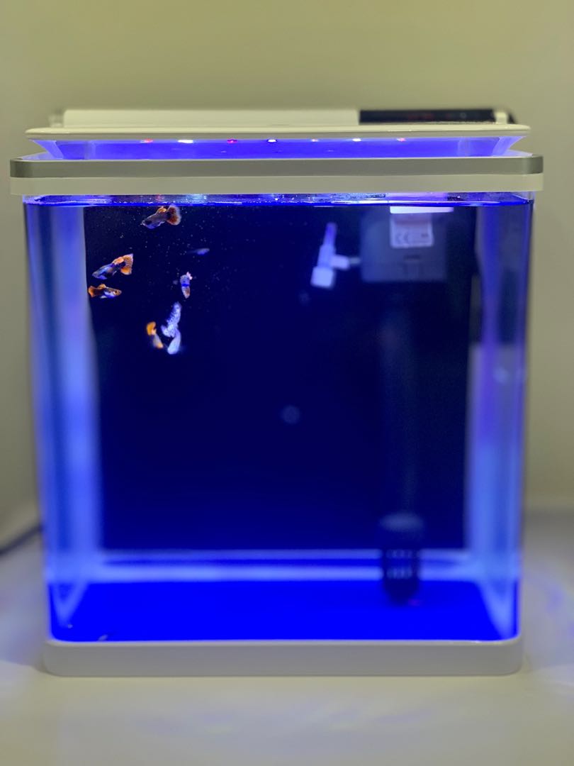 SOBO fish tank, Pet Supplies, Homes & Other Pet Accessories on Carousell