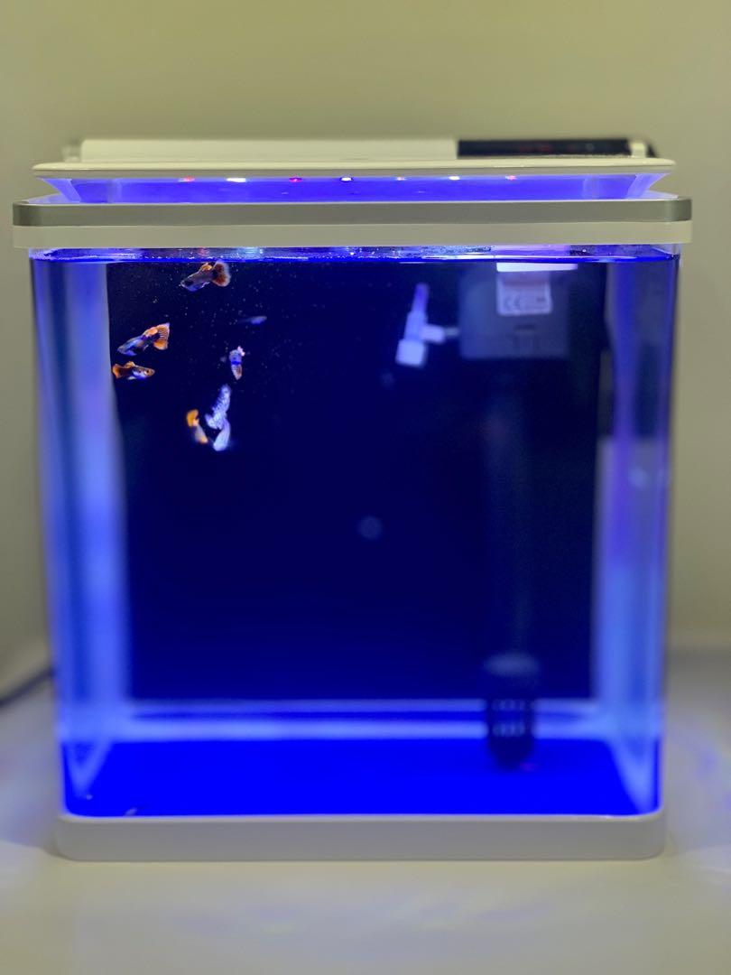 SOBO fish tank, Pet Supplies, Homes & Other Pet Accessories on Carousell