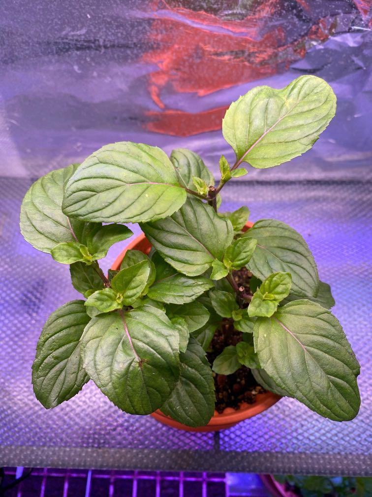 Eau De Cologne Mint, Furniture & Home Living, Gardening, Plants & Seeds ...