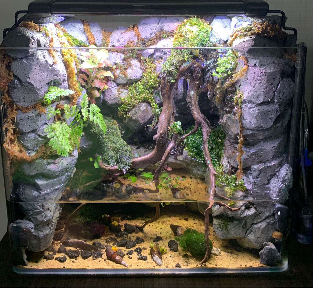Fish tank, Mist maker, Water dripping, Plants, Paludarium, Aqua scrape ...