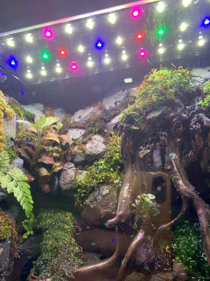 Fish tank, Mist maker, Water dripping, Plants, Paludarium, Aqua scrape ...