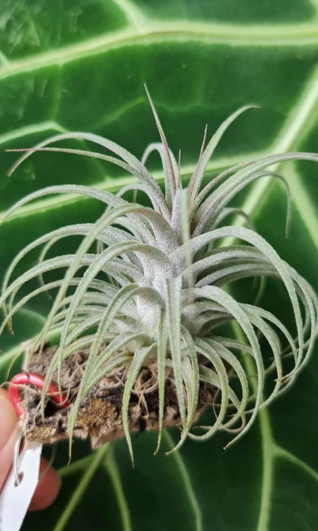 CYC #246 T. 'Bea Correale' x ionantha var. Stricta, Furniture & Home ...