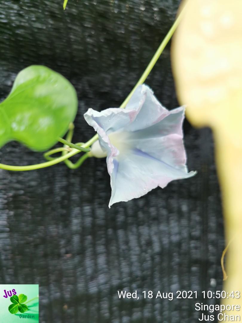 Rare seeds ：5 seeds Blue Star ,Ipomoea tricolor morning glory ...