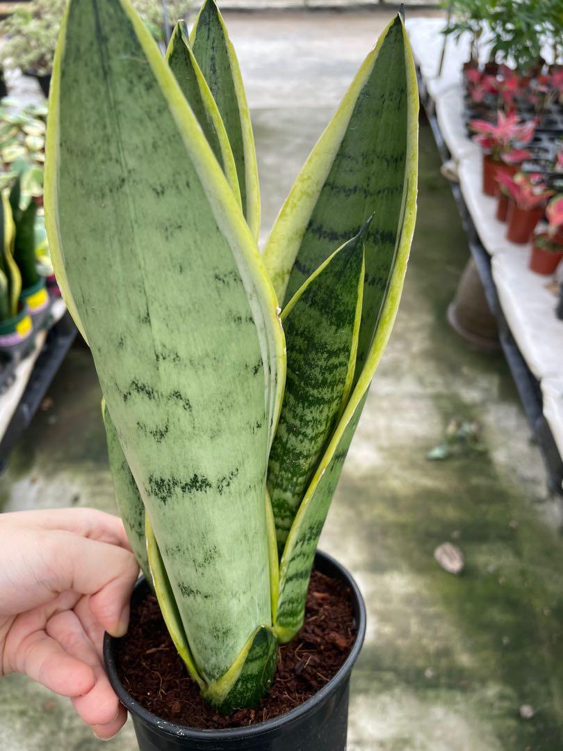 Sansevieria (different types), Furniture & Home Living, Gardening ...