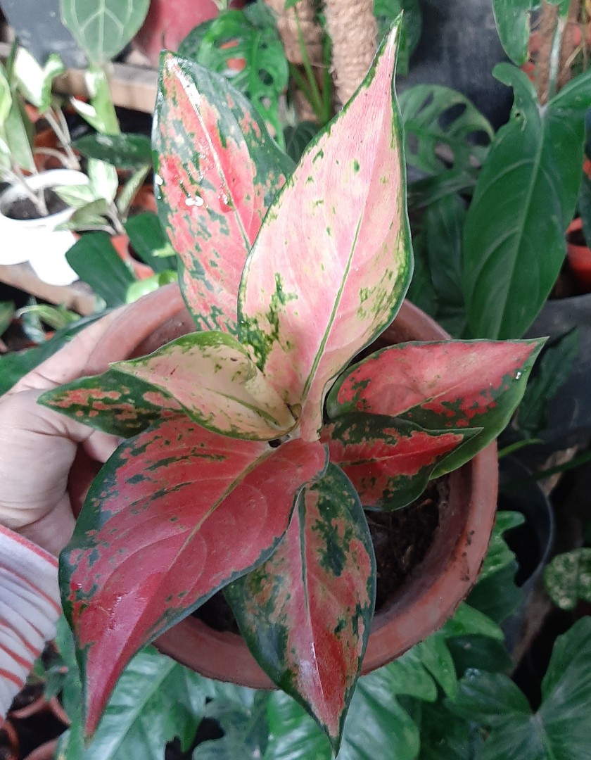 Aglaonema red cochin, Furniture & Home Living, Gardening, Plants ...