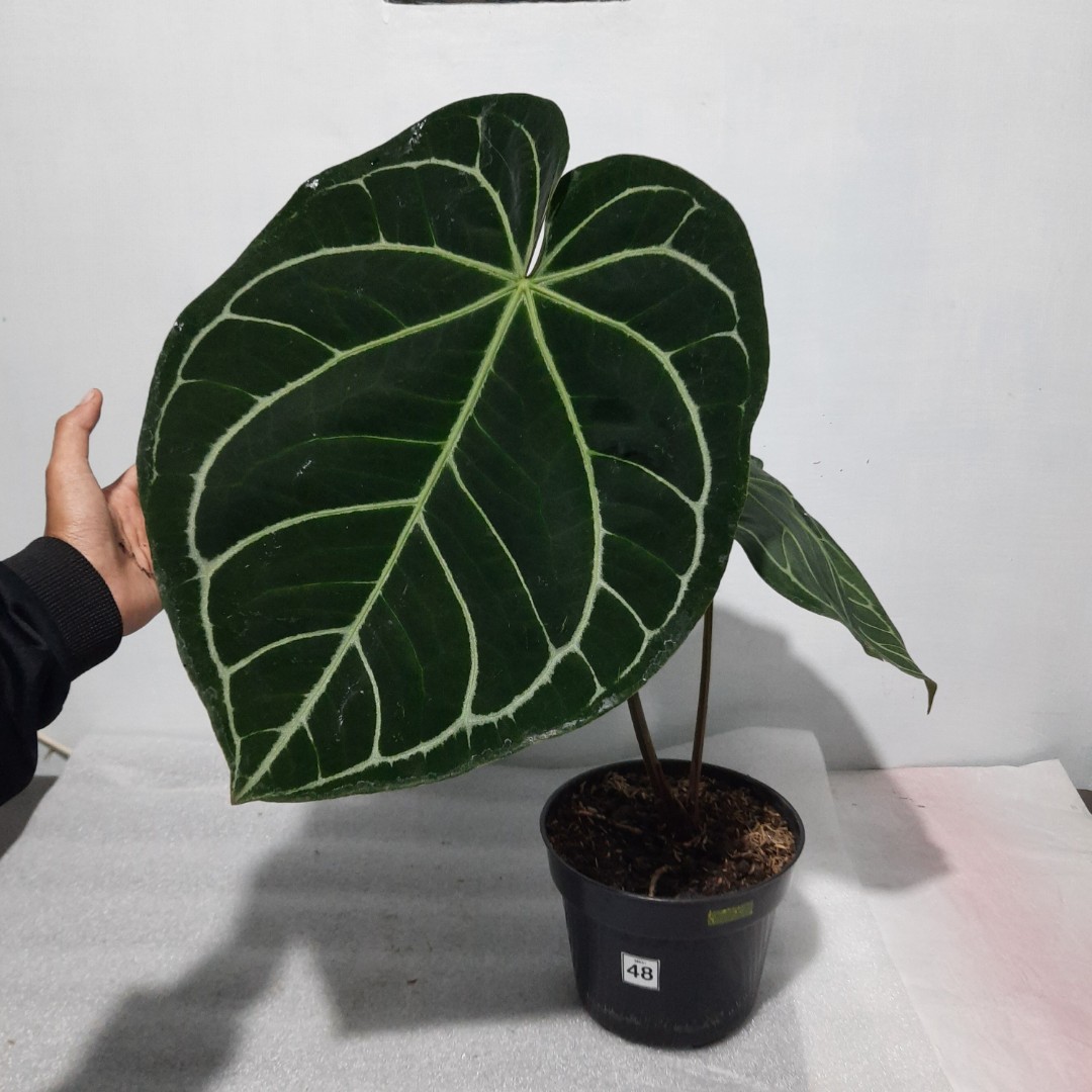 Anthurium Magnificum, Furniture & Home Living, Gardening, Plants ...