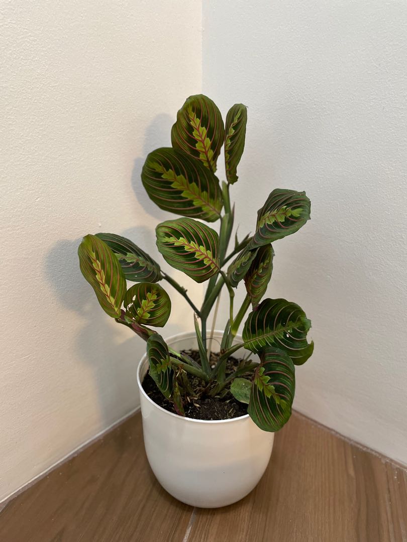Calathea Red Maranta / Marantha (Rare), Furniture & Home Living ...