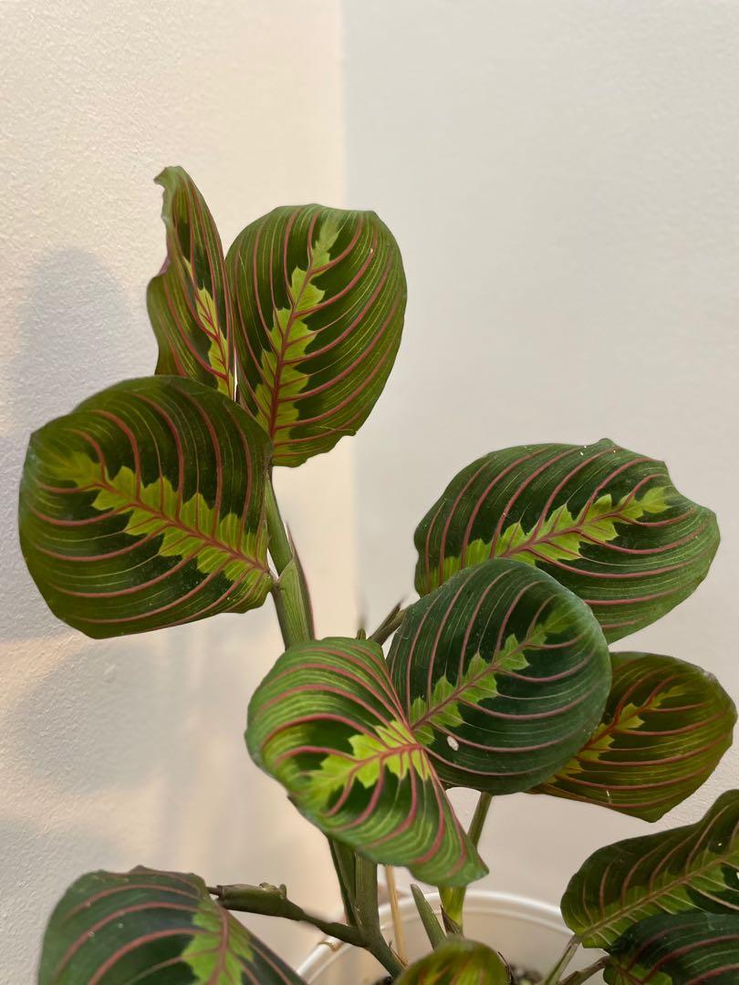 Calathea Red Maranta / Marantha (Rare), Furniture & Home Living ...