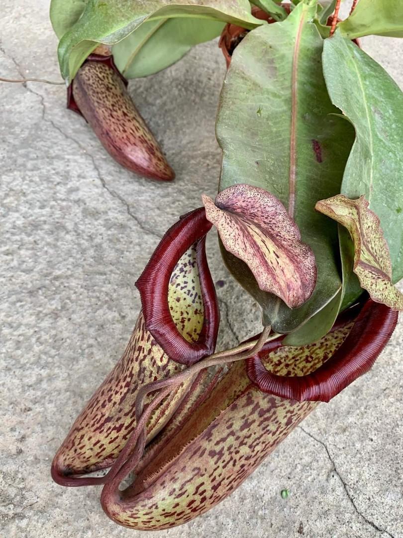 Carnivorous plant- Nepenthes Miranda, Pitcher-Plant (15cm pot ...