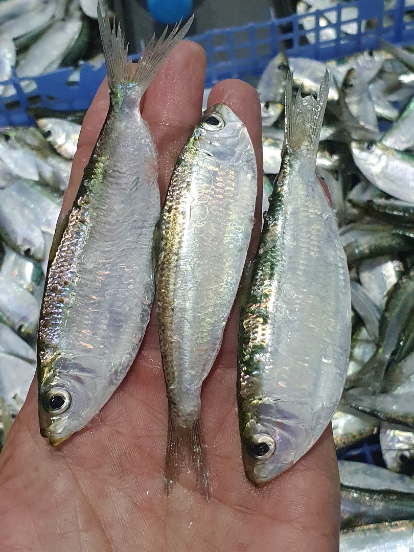 Tamban/ Chomek/Belanak/Octopus/Udang Pasir /fishing baits, Sports ...