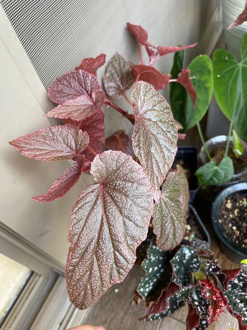 Begonia u062, Furniture & Home Living, Gardening, Plants & Seeds on ...