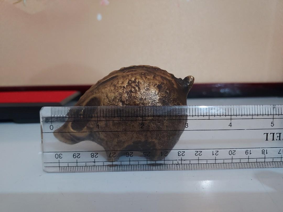 Boar Display, Furniture & Home Living, Home Decor on Carousell