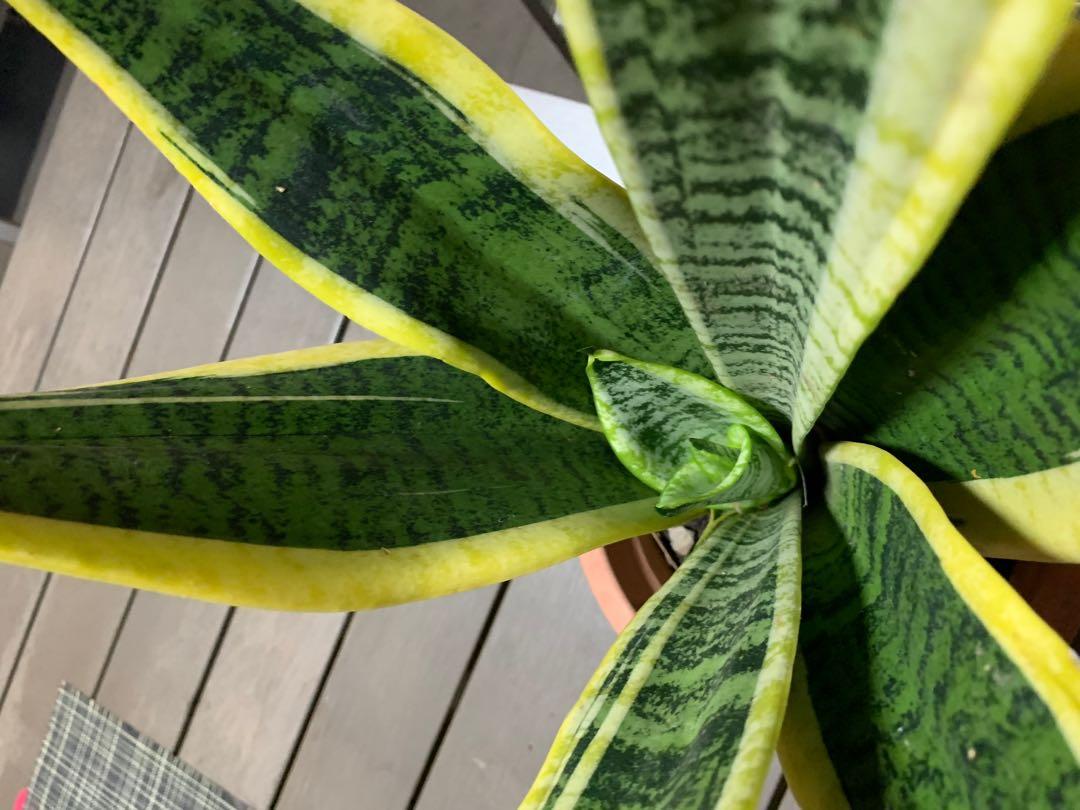 Coleus/ snake plant/ algo, Furniture & Home Living, Gardening, Plants ...