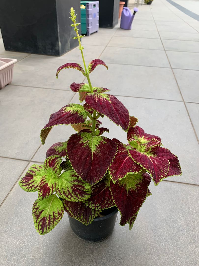 Coleus/ snake plant/ algo, Furniture & Home Living, Gardening, Plants ...