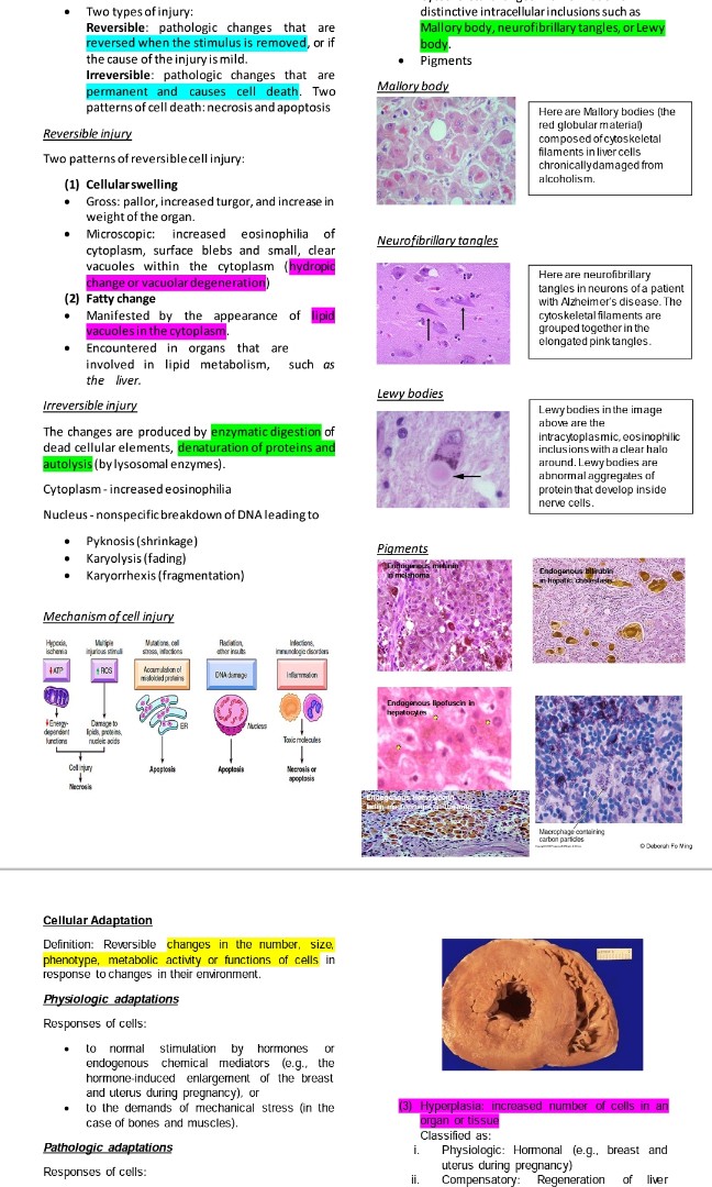 General Pathology Medical Notes for MBBS, Hobbies & Toys, Books ...