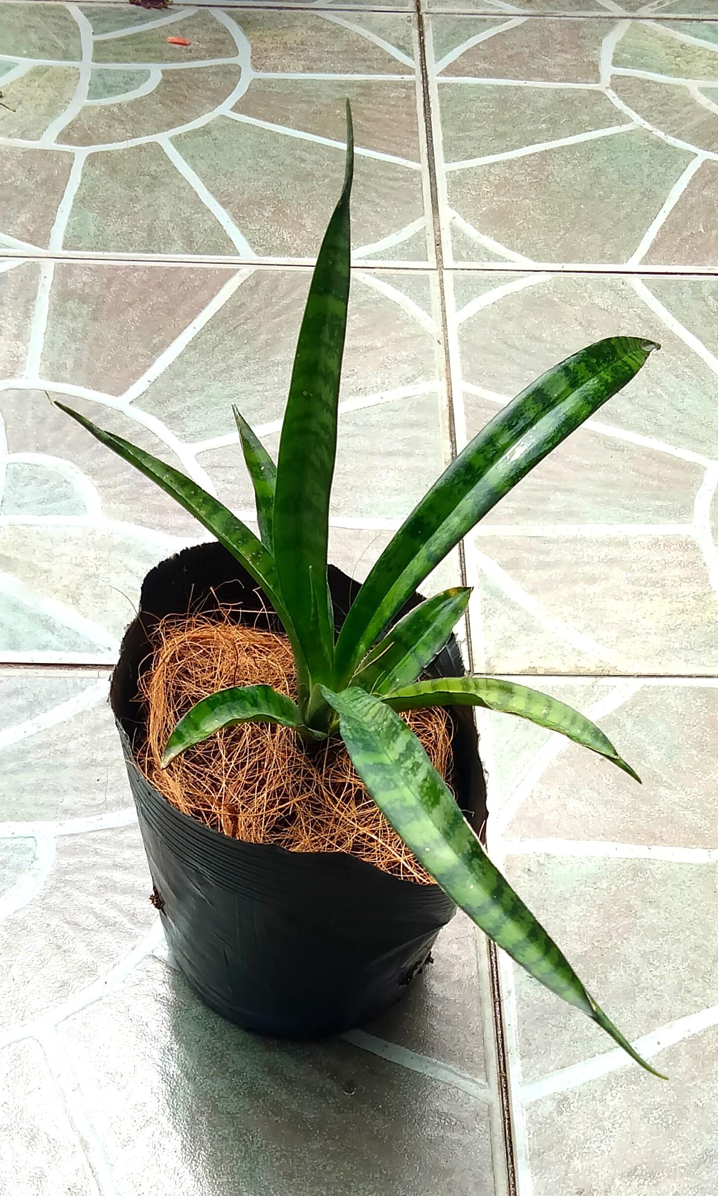Parva Sanseveria Snake Plant, Furniture & Home Living, Gardening ...