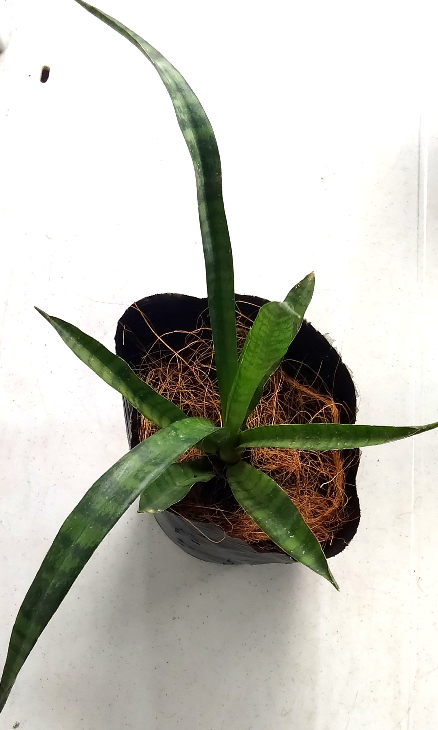 Parva Sanseveria Snake Plant, Furniture & Home Living, Gardening ...